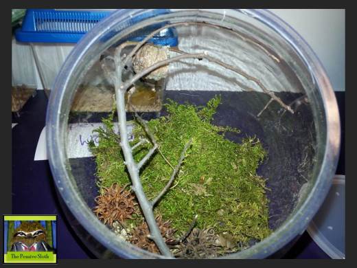 Infested: All About Our Classroom Insect Zoo | The Pensive Sloth